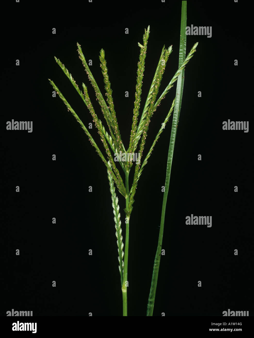 Crowsfoot grass eleusine indica grass -Fotos und -Bildmaterial in hoher ...