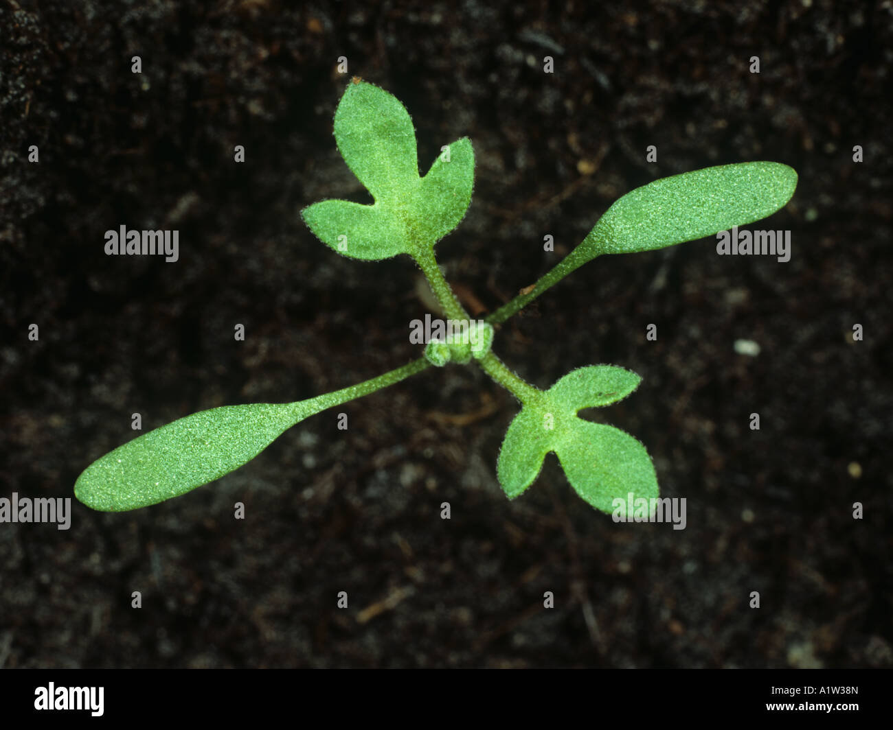 Descurainia sophia -Fotos und -Bildmaterial in hoher Auflösung – Alamy