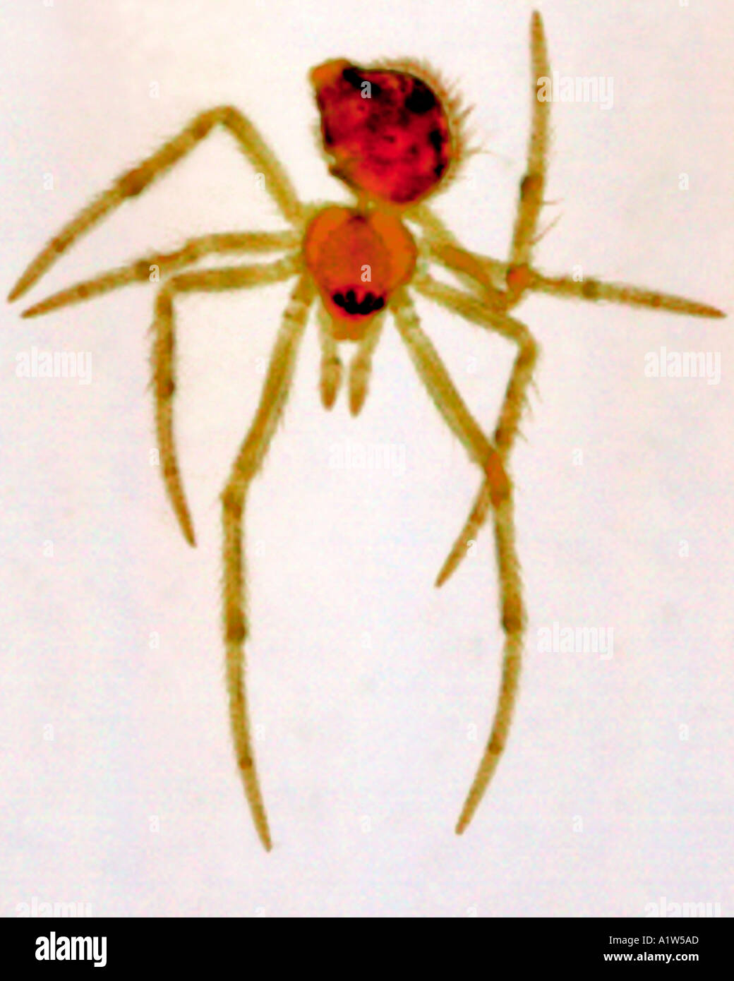 Kleine rote spinnen -Fotos und -Bildmaterial in hoher Auflösung – Alamy