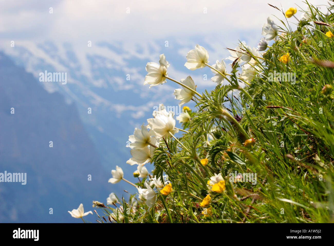 Alpenblumen in der Schweiz Schynige Platte Alpine Kuhschelle ...