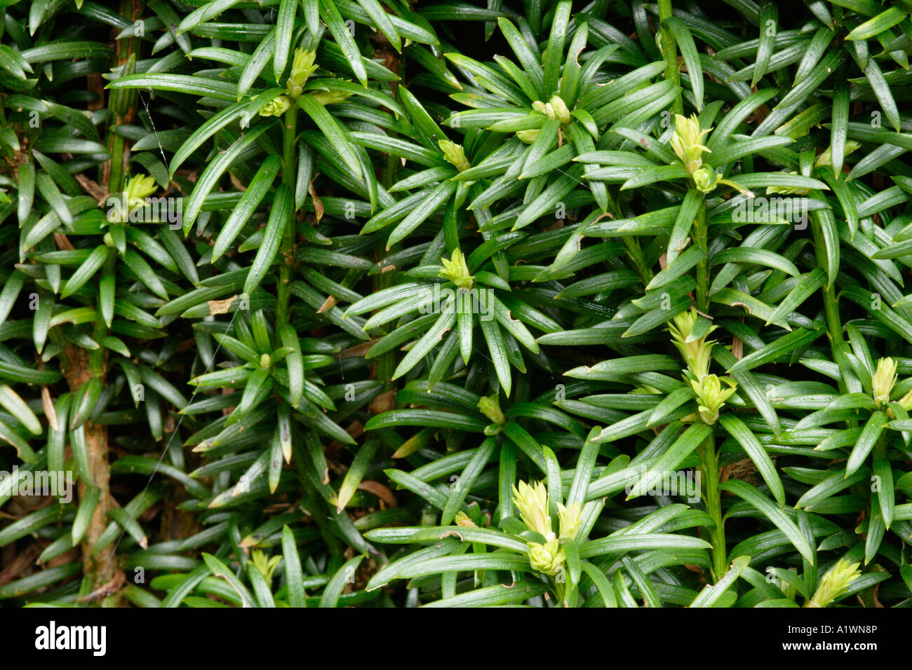 Gemeinsamen Eibe (Taxus Baccata) Baum Tannennadeln Stockfotografie - Alamy