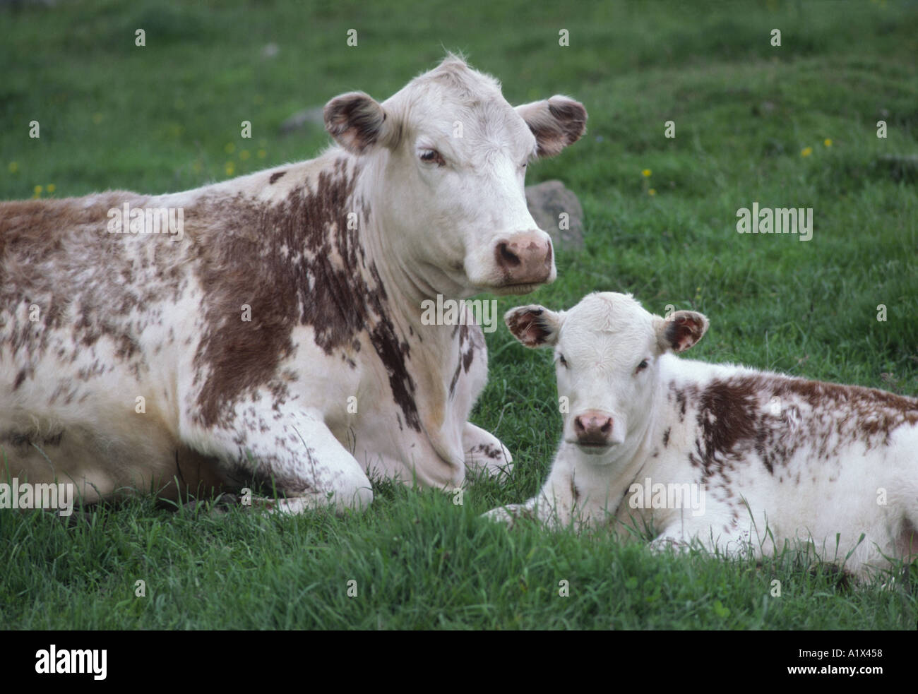 Simmental Cow Stockfotos und -bilder Kaufen - Alamy