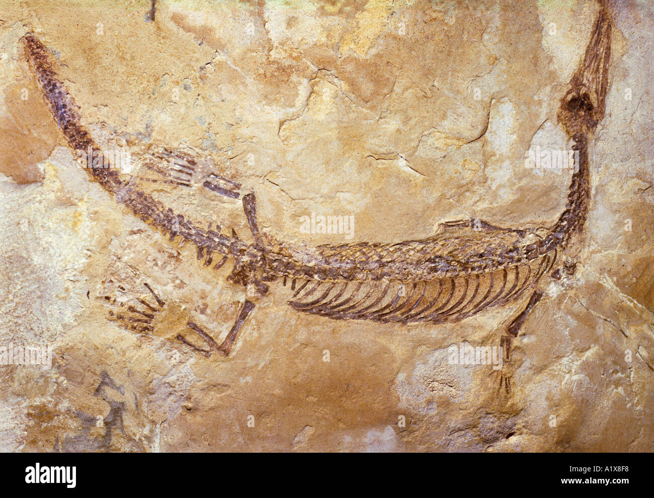 Dinosaur Bones Stockfotos und -bilder Kaufen - Alamy