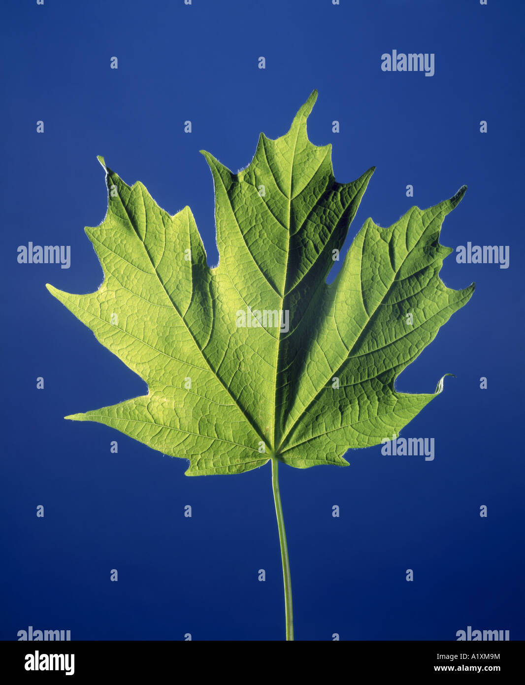 ZUCKER-AHORN, AHORN ODER FELSEN-AHORN (ACER SACCHARUM) HANDFÖRMIG ...