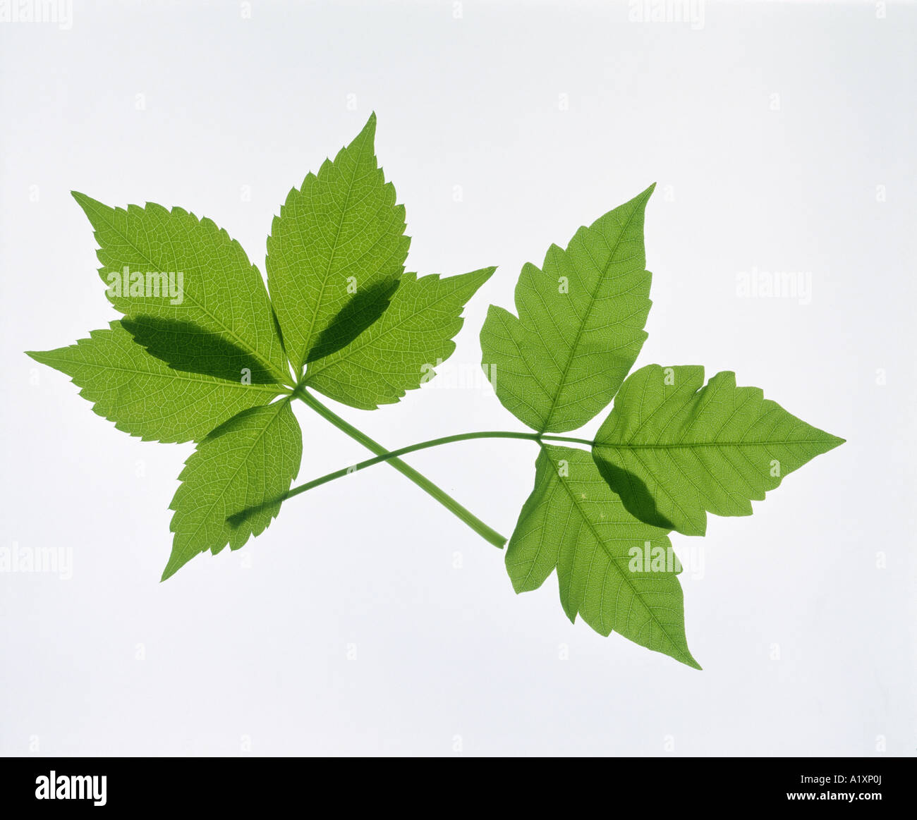 VIRGINIA CREEPER(LEFT) POISON IVY (RECHTS) (RUHUS RADICANS ...