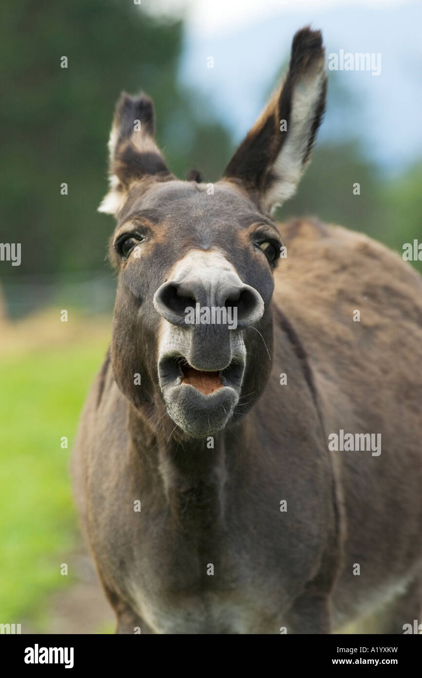 Esel geradezu DeutschlandDonkey aufrufende Bayern GermanyEquus asinus ...