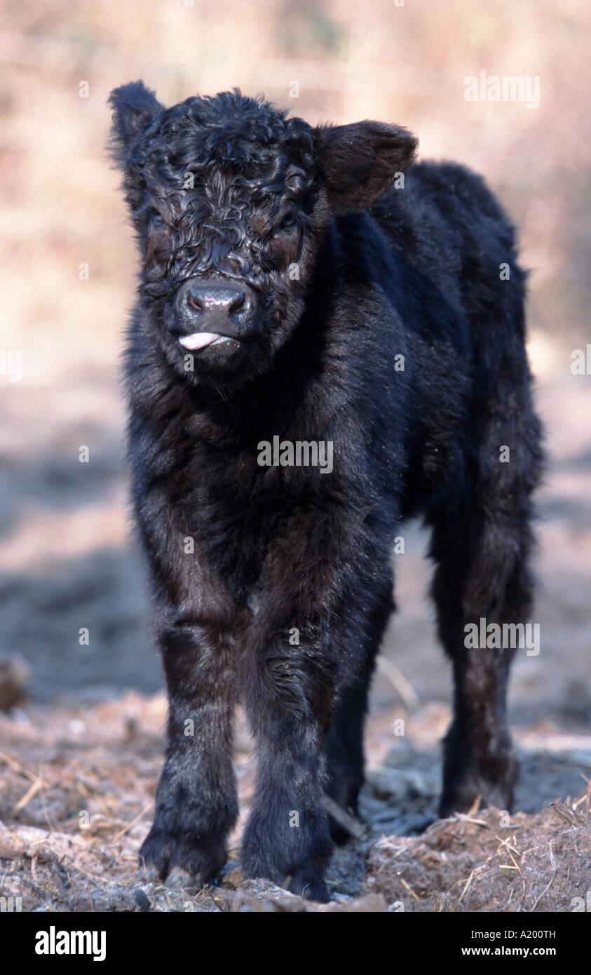 Galloway rinder -Fotos und -Bildmaterial in hoher Auflösung – Alamy