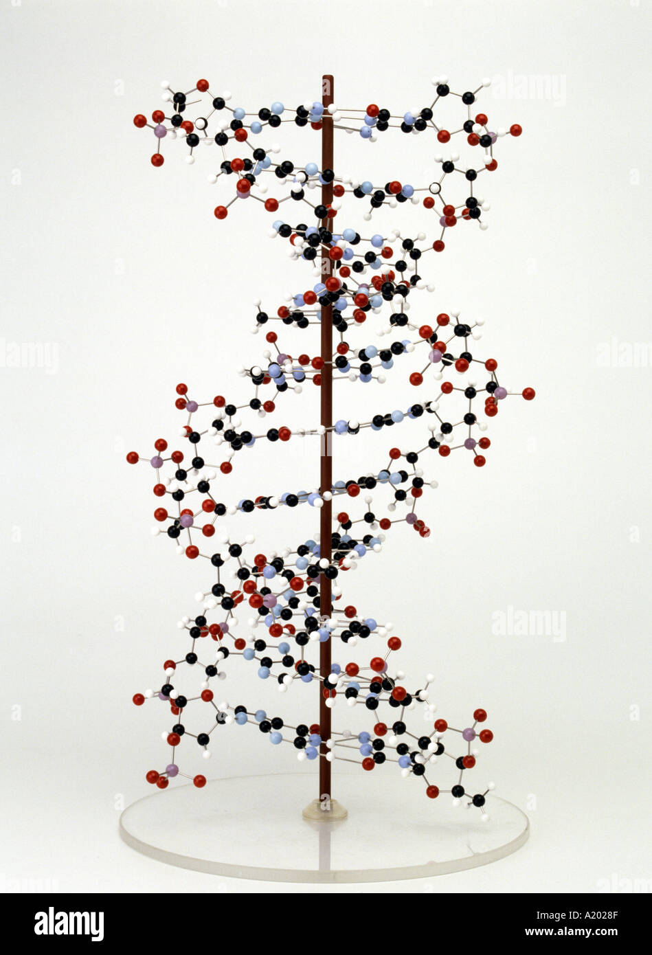 Dna Model Stockfotos und -bilder Kaufen - Alamy