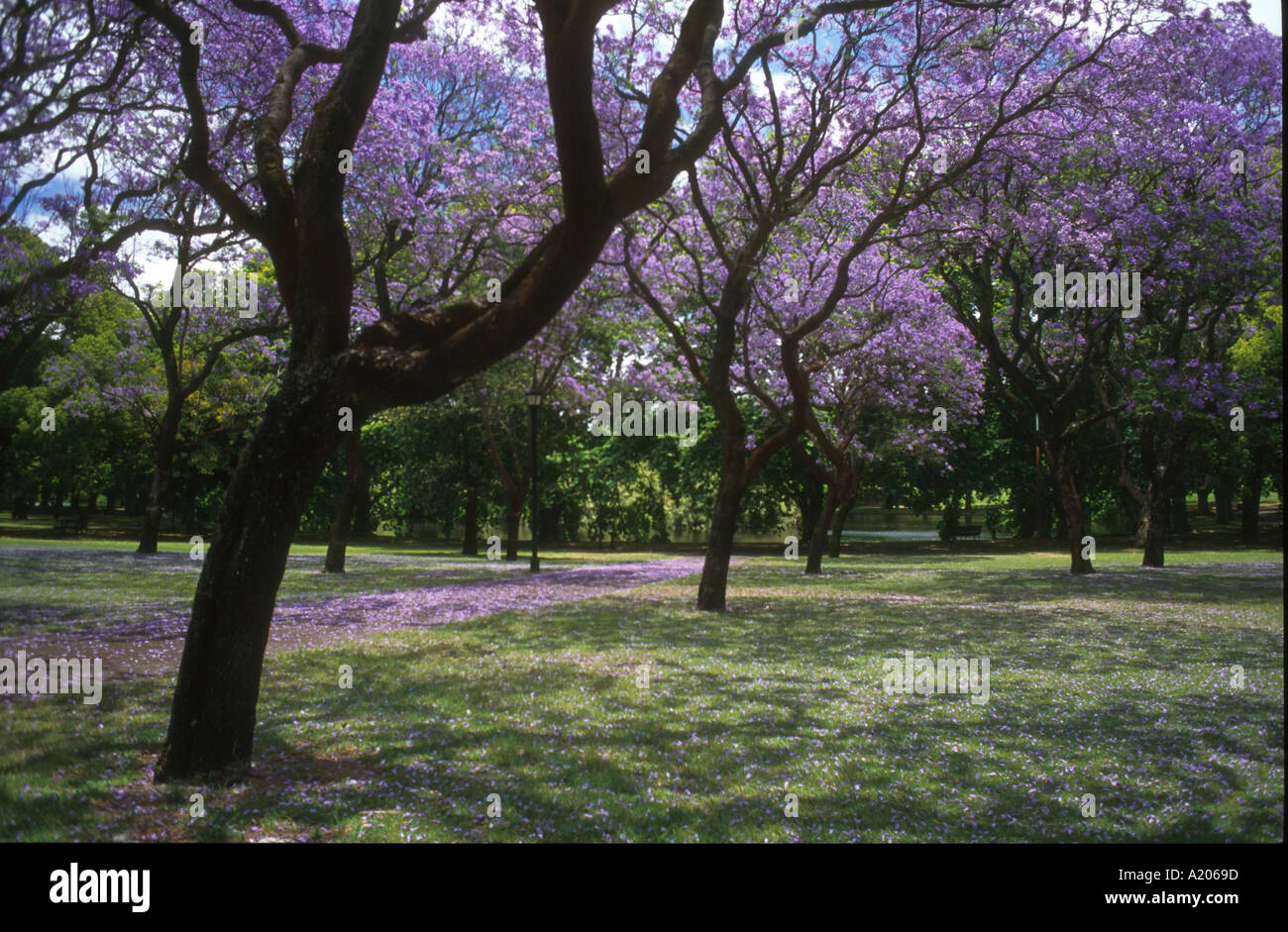 Jacaranda avenue -Fotos und -Bildmaterial in hoher Auflösung - Seite 2 ...