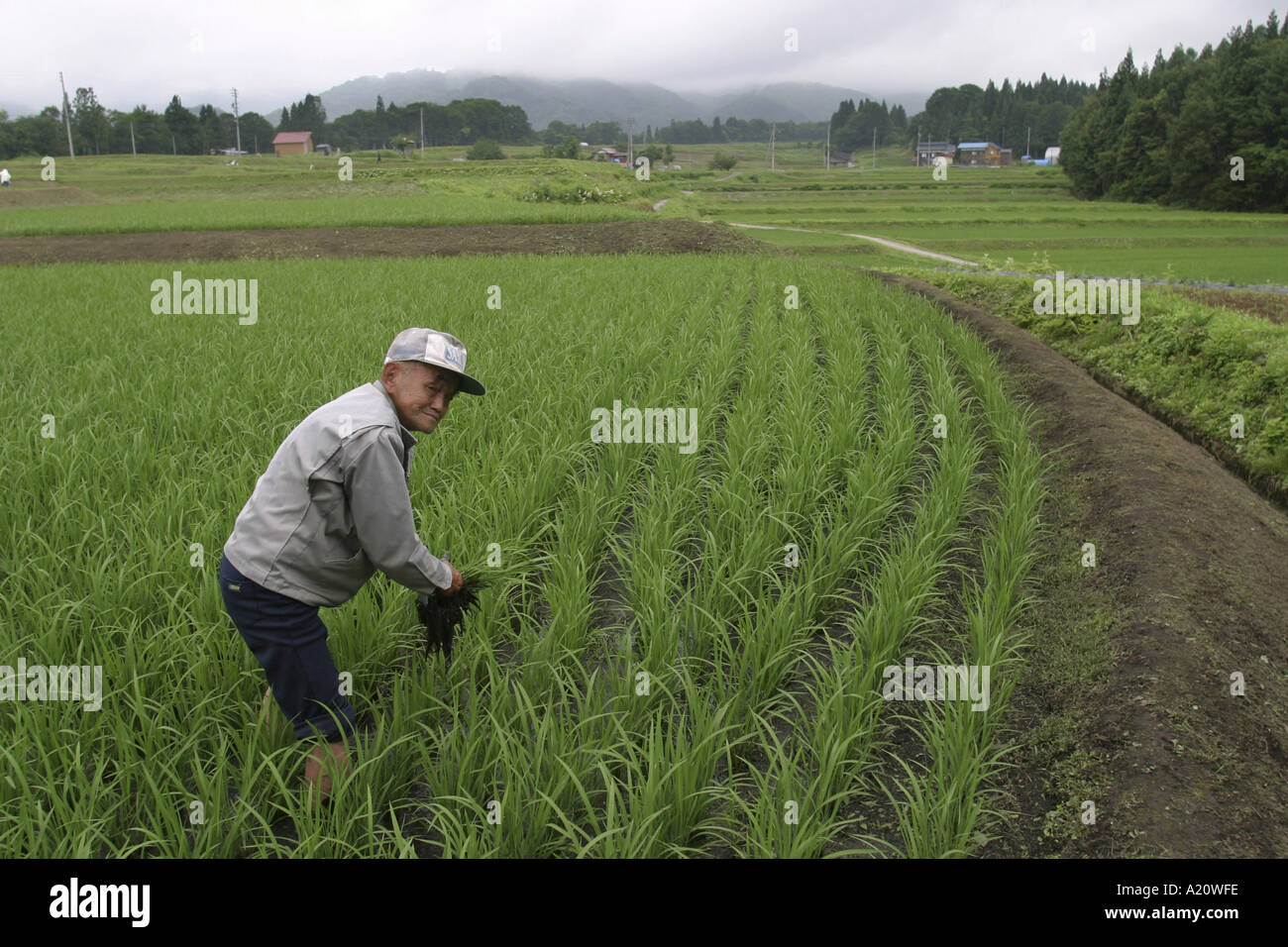 Japanische Rentner Koji Saito, 88 Jahre alt ziehen Unkraut aus seinem ...