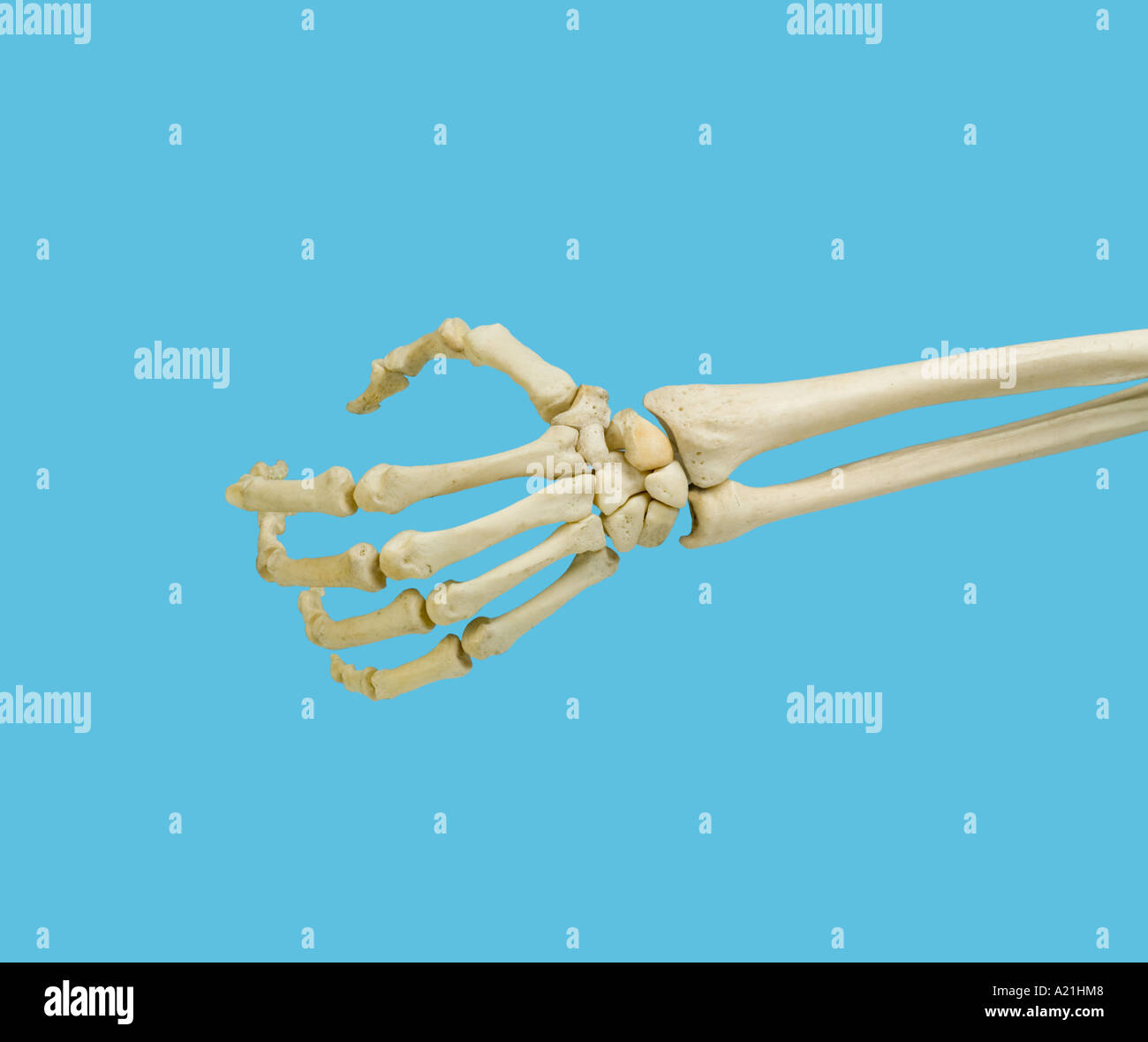 Skelett hand -Fotos und -Bildmaterial in hoher Auflösung – Alamy