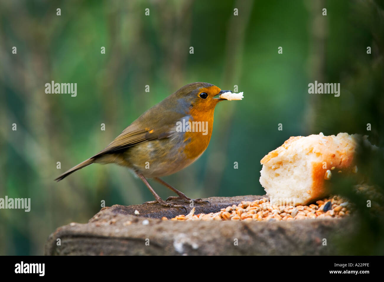 Vogel tabelle -Fotos und -Bildmaterial in hoher Auflösung – Alamy