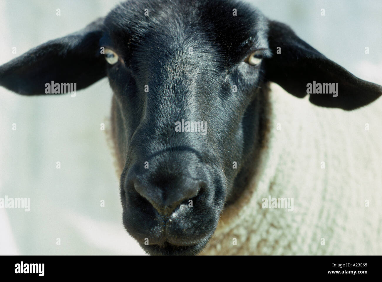 Suffolk sheep breed -Fotos und -Bildmaterial in hoher Auflösung – Alamy