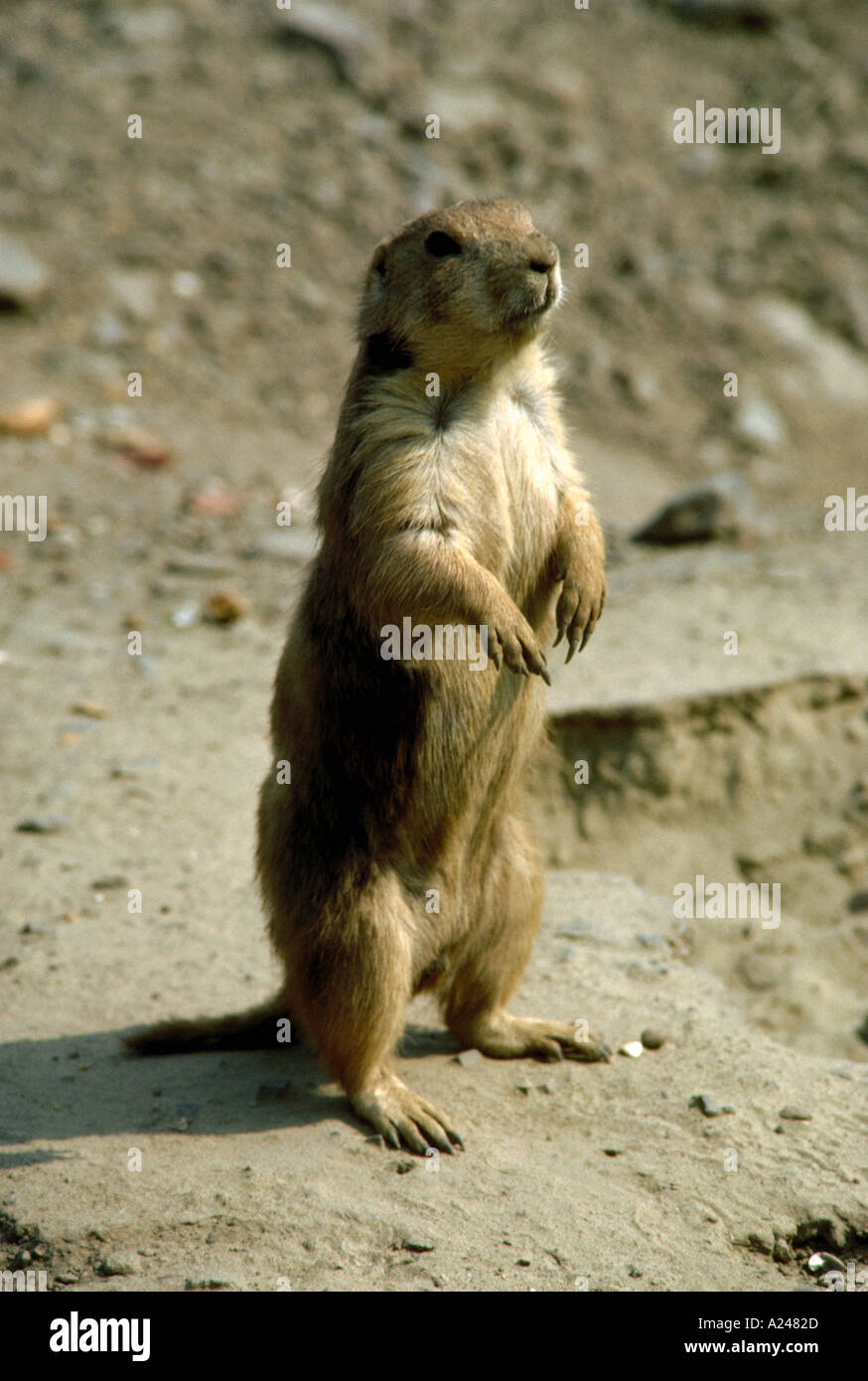 Hund auf hinterbeinen -Fotos und -Bildmaterial in hoher Auflösung – Alamy