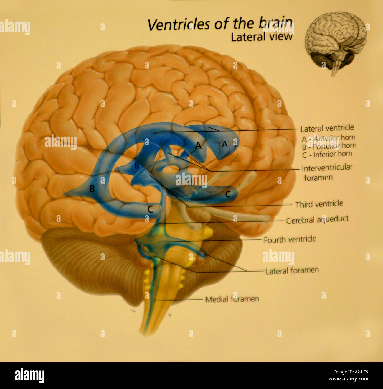 Anatomie bilder -Fotos und -Bildmaterial in hoher Auflösung – Alamy