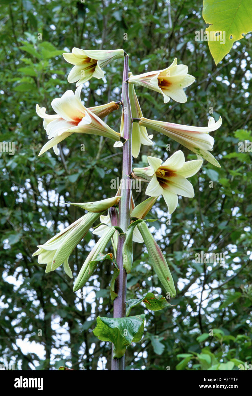 Cardiocrinum giganteum -Fotos und -Bildmaterial in hoher Auflösung – Alamy