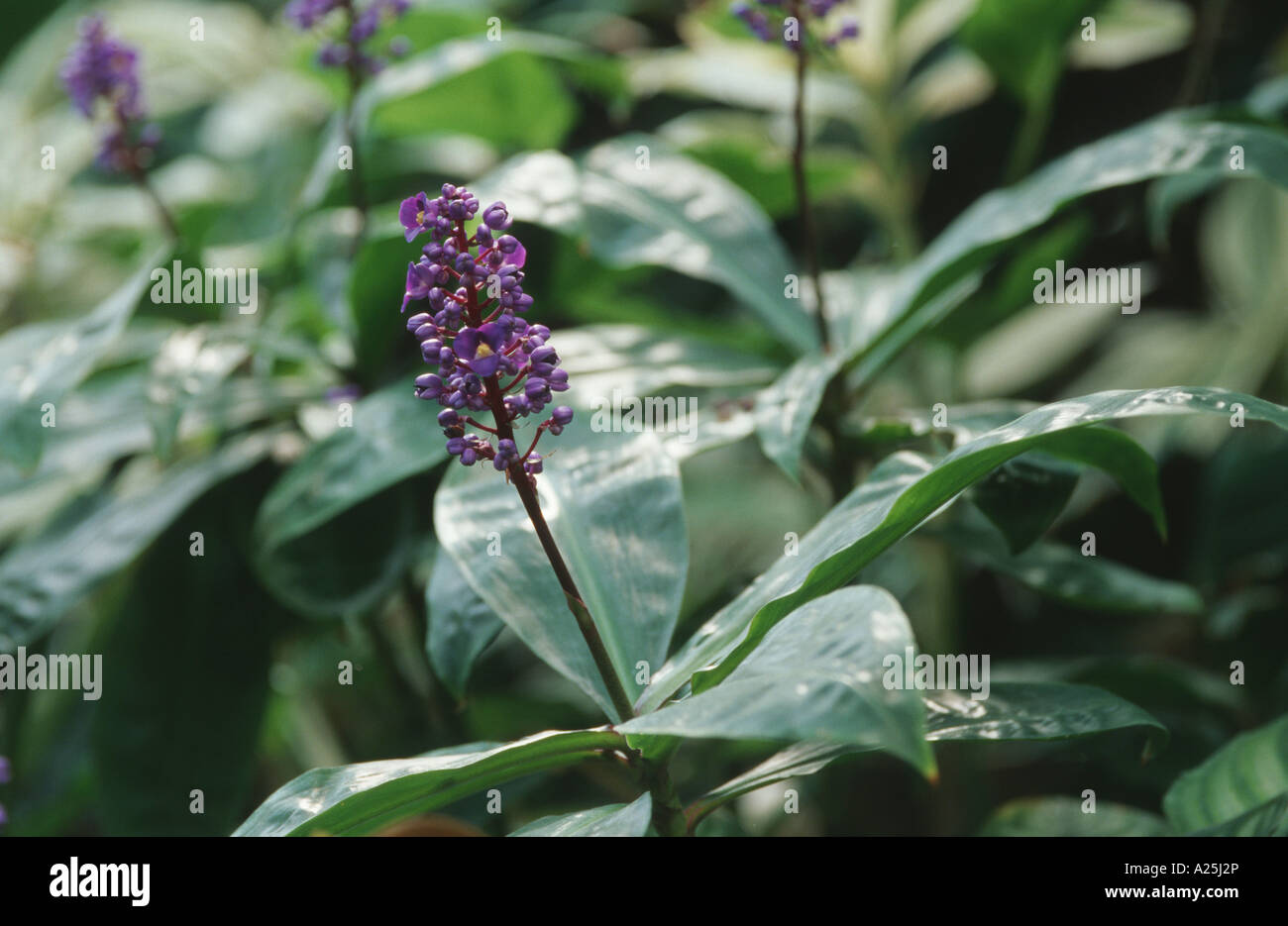 Blauer ingwer dichorisandra thyrsiflora -Fotos und -Bildmaterial in ...