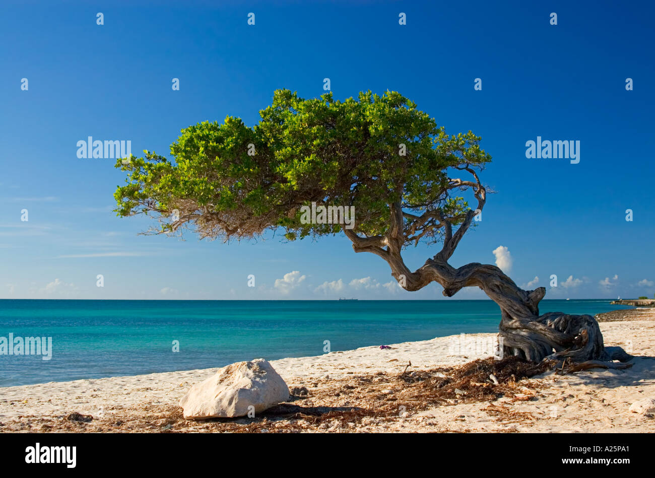 Aruba insel karibik -Fotos und -Bildmaterial in hoher Auflösung – Alamy