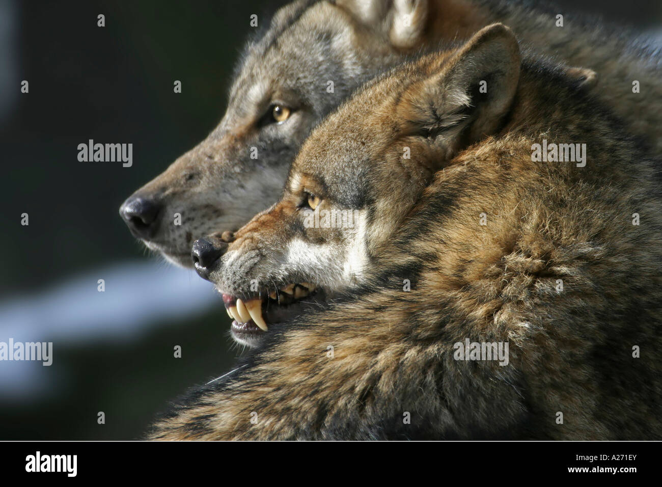 Wildpark poing -Fotos und -Bildmaterial in hoher Auflösung – Alamy