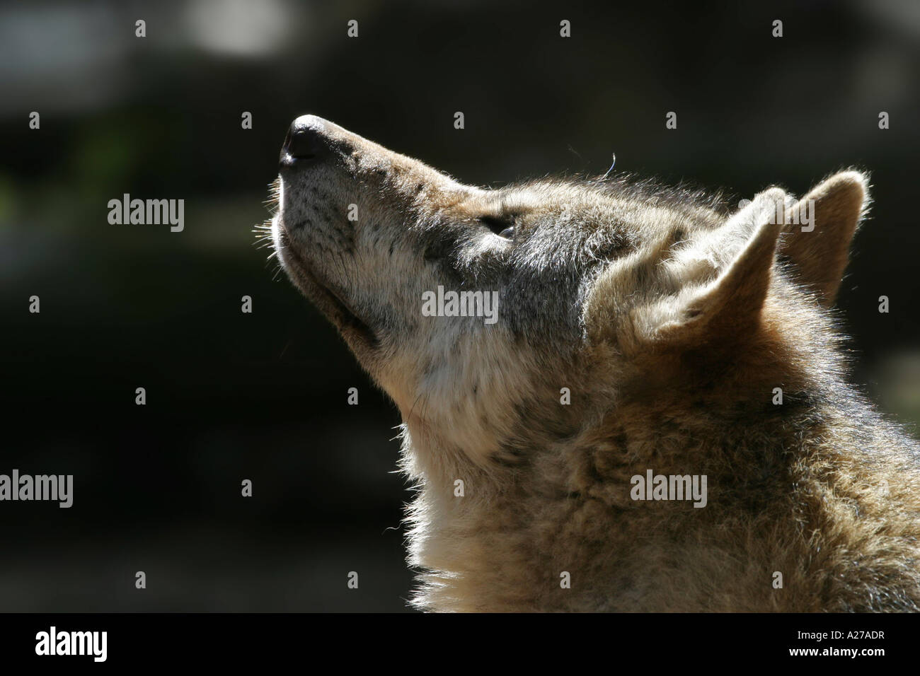 Wildpark poing -Fotos und -Bildmaterial in hoher Auflösung – Alamy