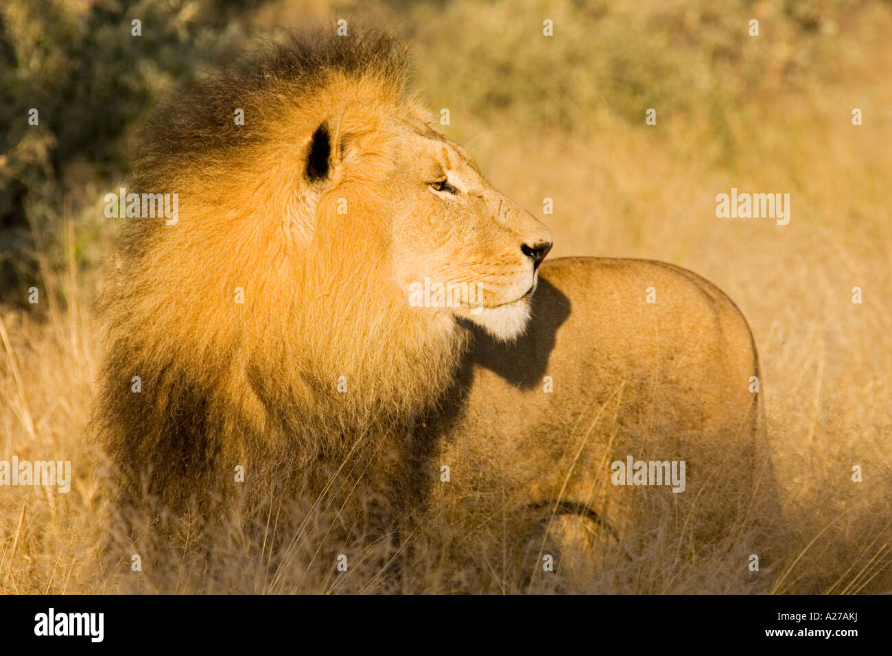 Ausgewachsene katze -Fotos und -Bildmaterial in hoher Auflösung – Alamy