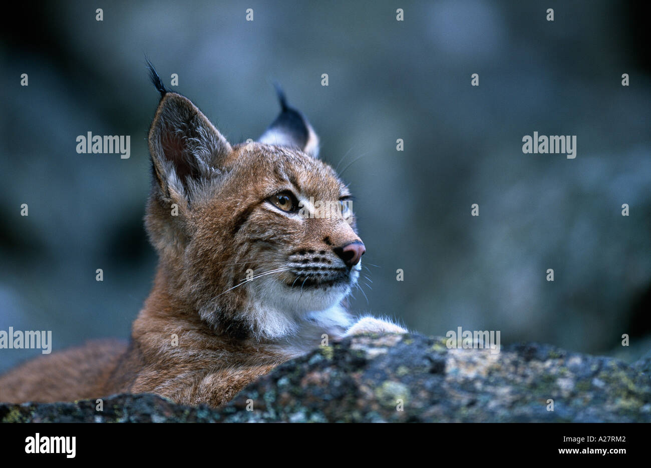 Luchs fuß -Fotos und -Bildmaterial in hoher Auflösung – Alamy