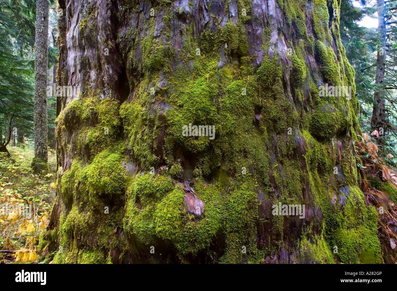 Alaska gelbe zeder -Fotos und -Bildmaterial in hoher Auflösung – Alamy