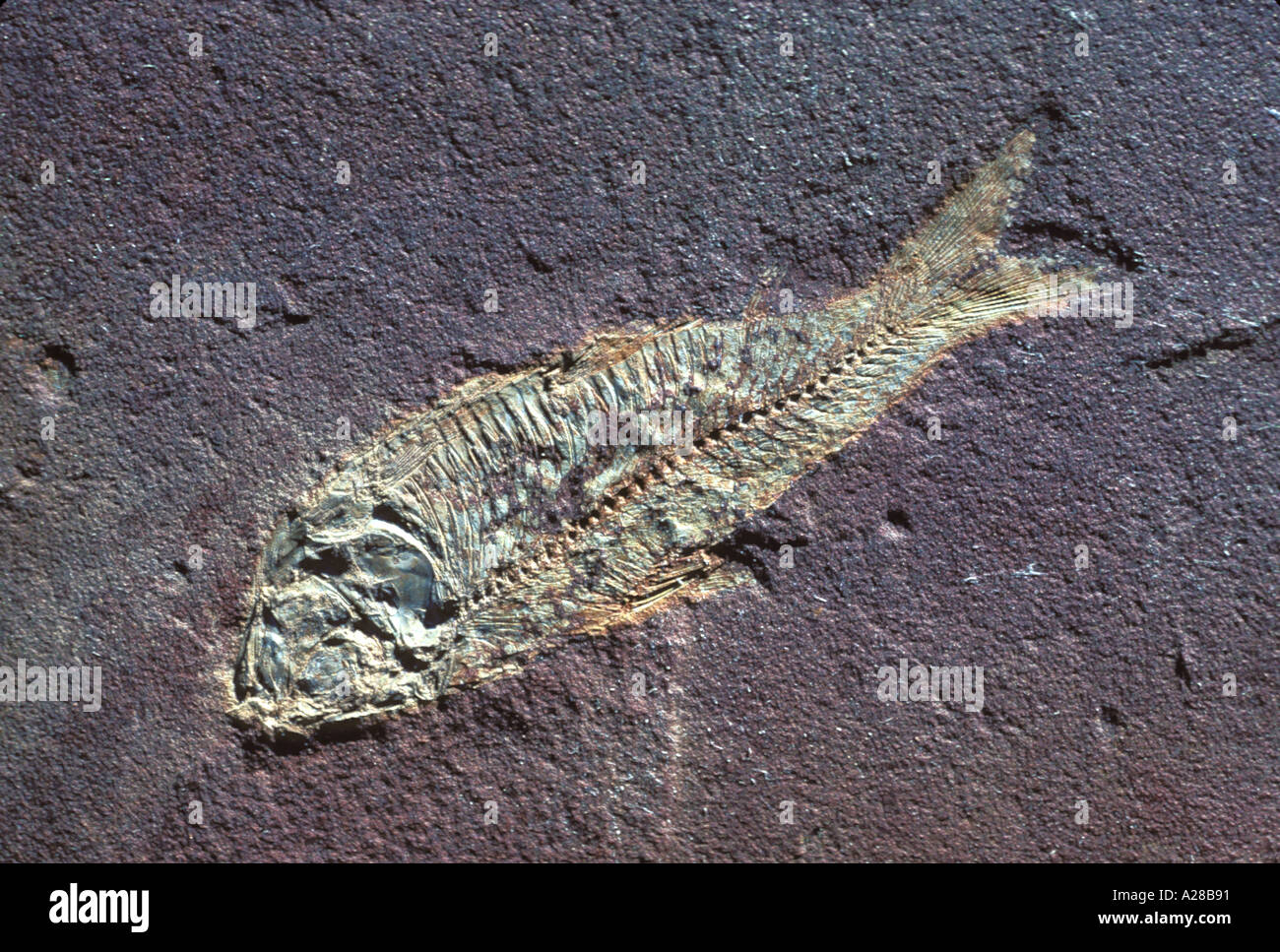 Fossil fish skeleton -Fotos und -Bildmaterial in hoher Auflösung – Alamy
