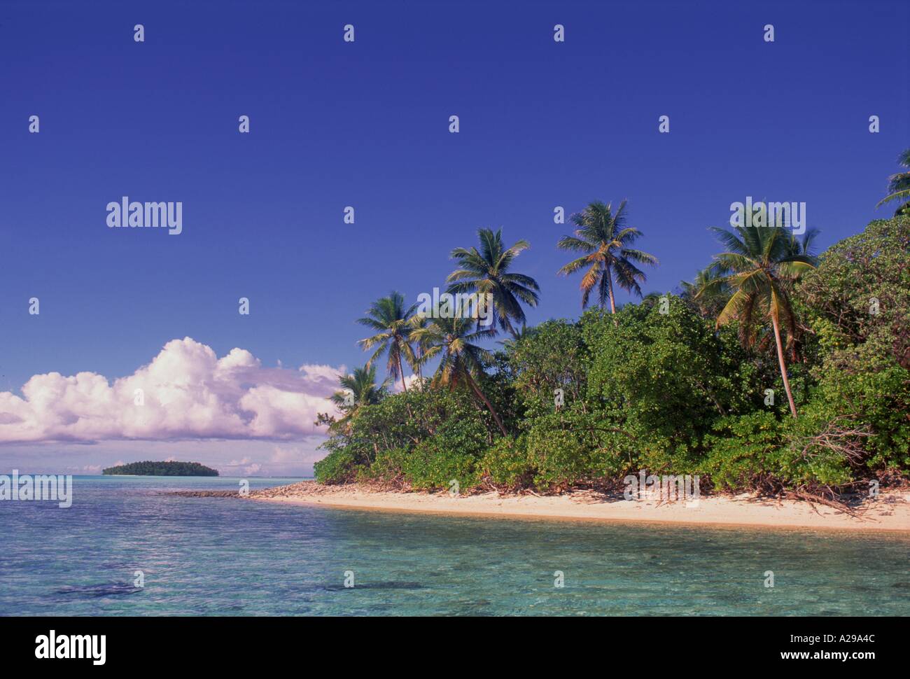 Palm Trees Beach Pohnpei Micronesia Stockfotos & Palm Trees Beach ...