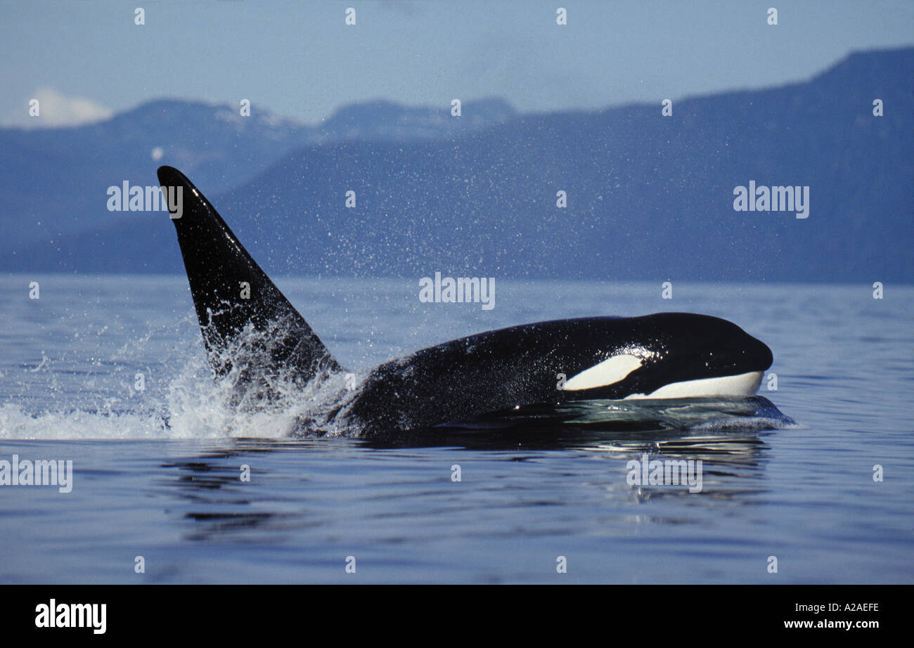 ORCA Wale SCHWERTWAL Orcinus Orca ALASKA USA Pazifik. Foto Copyright ...
