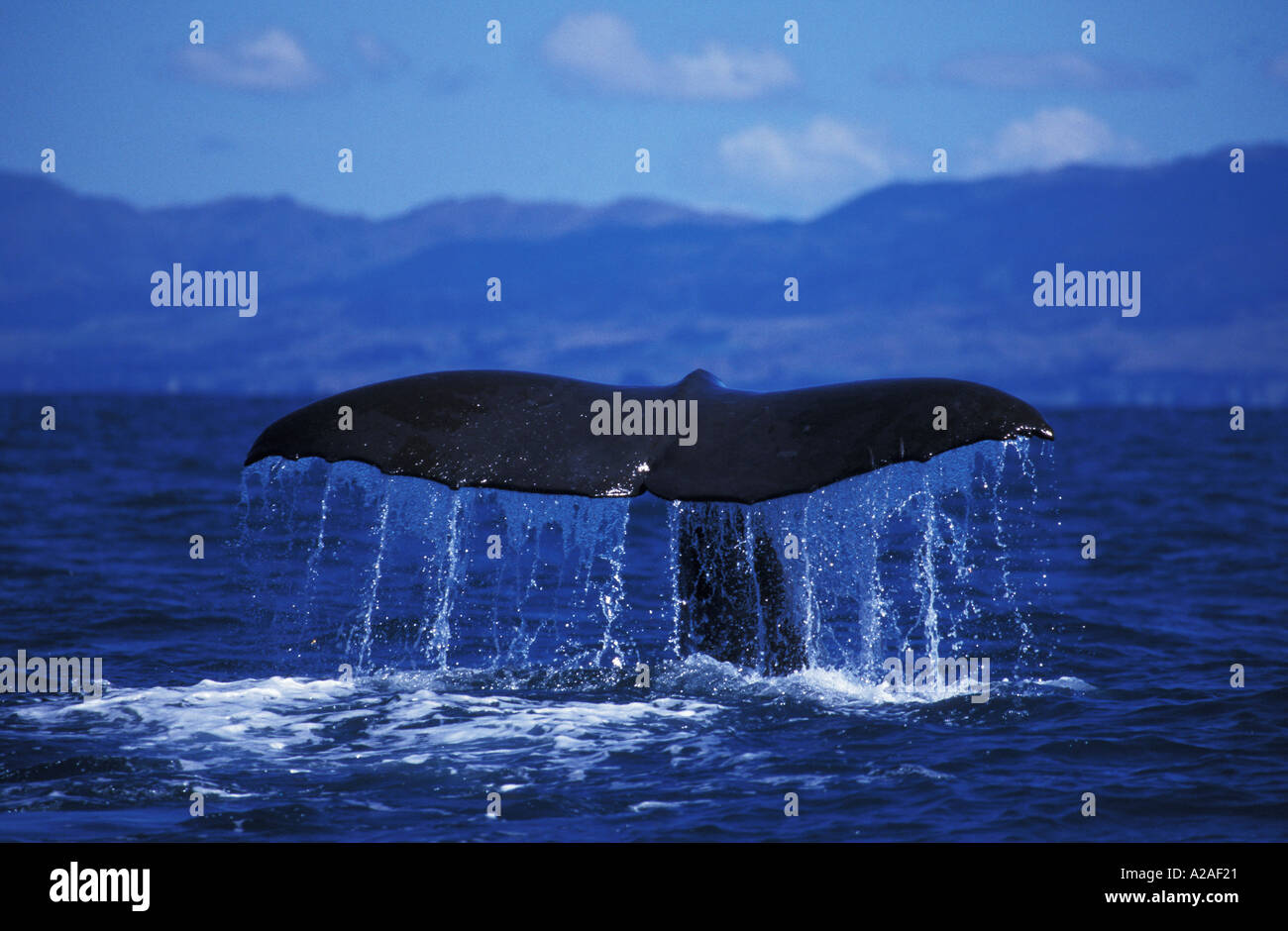 Pottwal cachalote -Fotos und -Bildmaterial in hoher Auflösung – Alamy