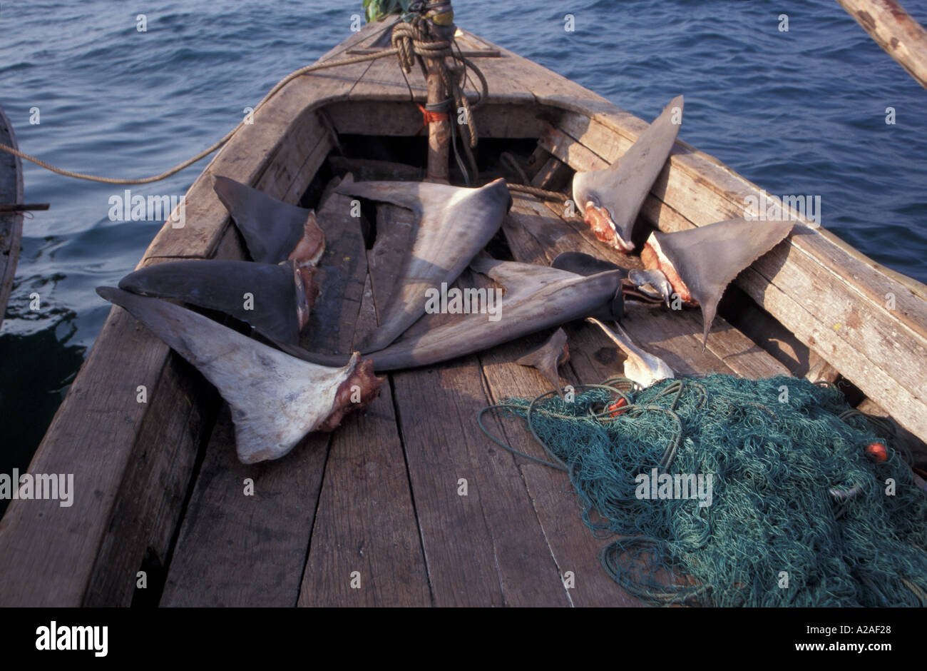 Hai-FINNING-flossen verschiedener Arten BURMA MYANMAR indischen Ozean ...