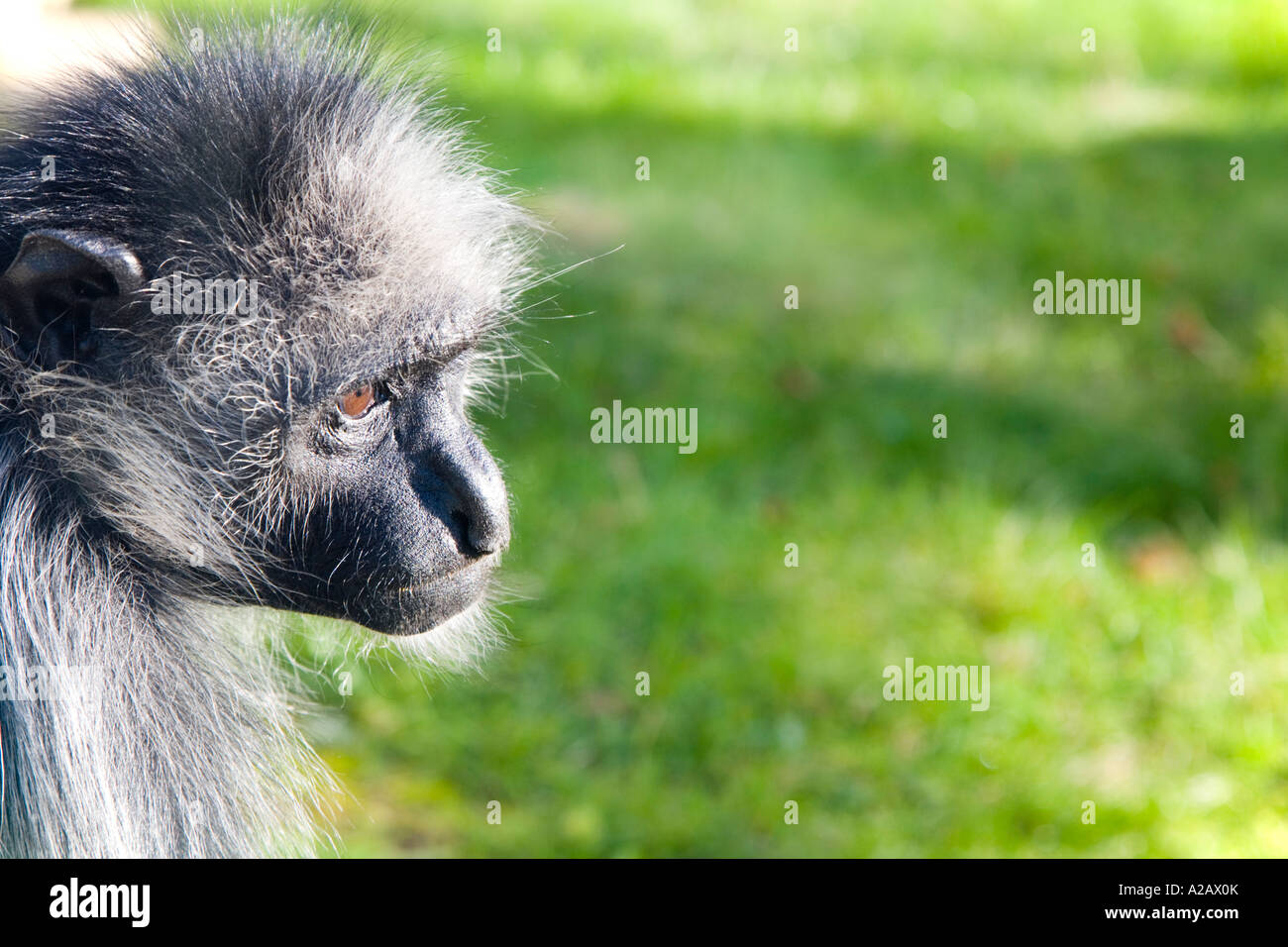 Profil eines affen -Fotos und -Bildmaterial in hoher Auflösung – Alamy