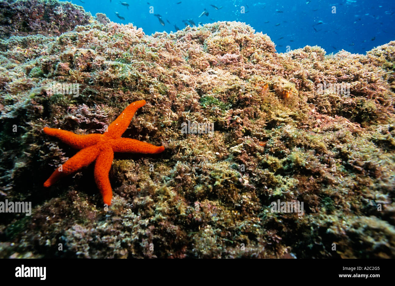 Roter Seestern Stockfotos und -bilder Kaufen - Alamy