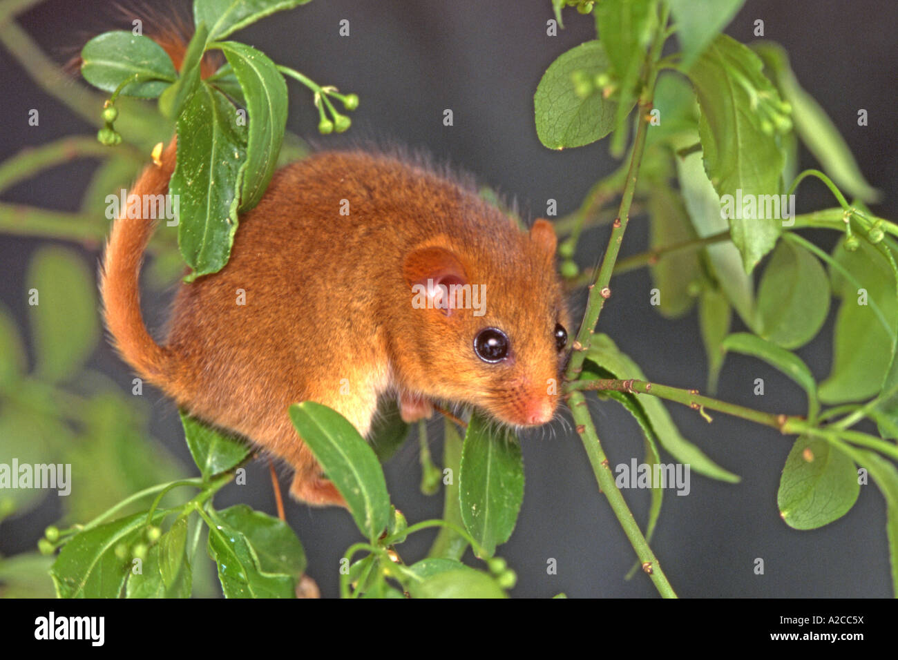 Haselmaus muscardinus avellanarius -Fotos und -Bildmaterial in hoher ...
