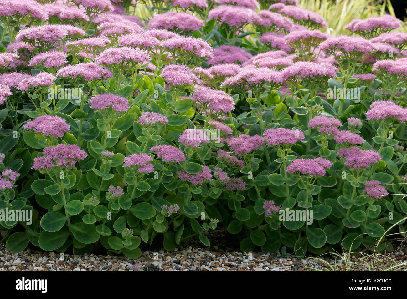 Sedum spectabile 'brilliant' -Fotos und -Bildmaterial in hoher ...