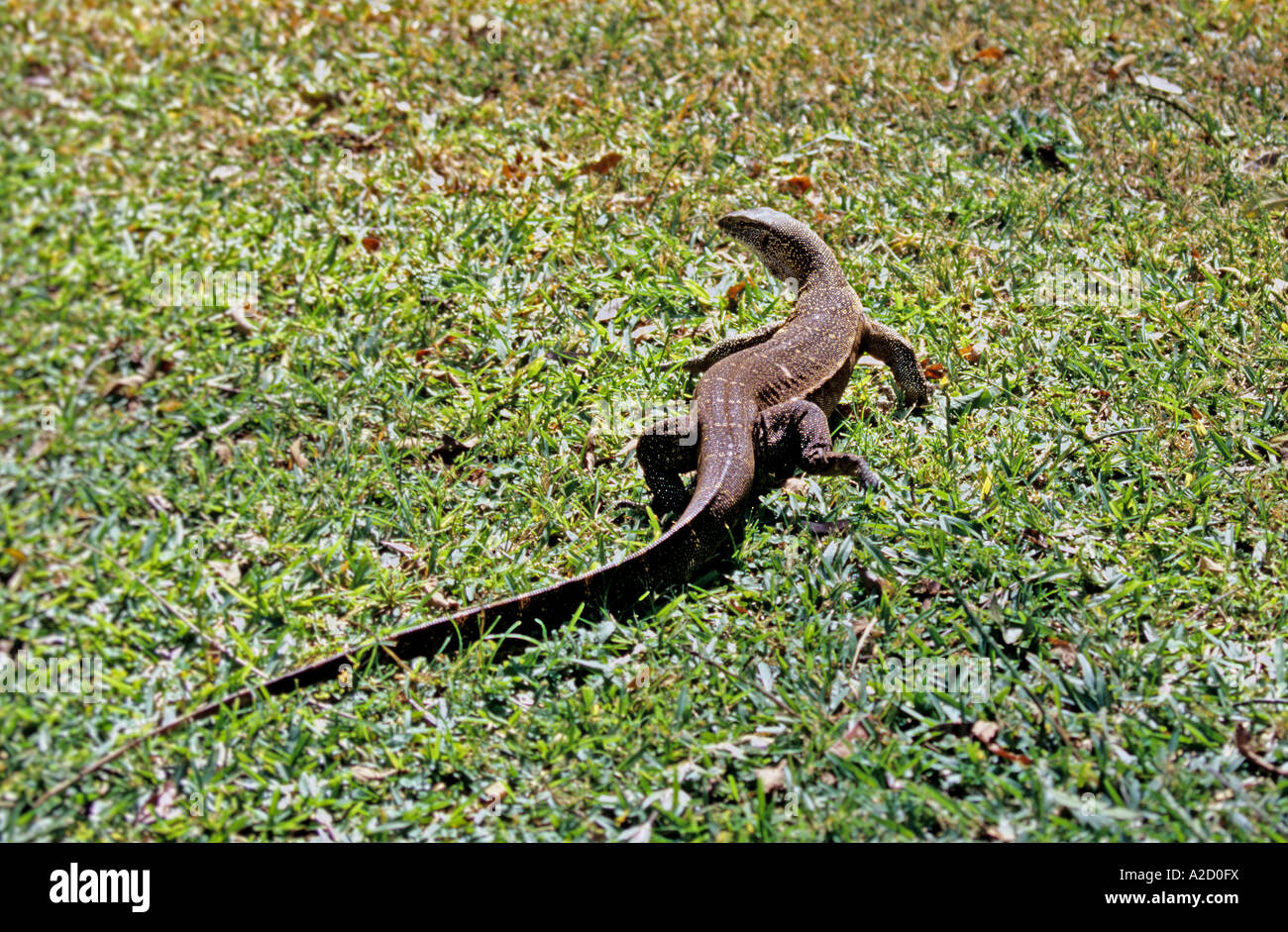 Monitor lizard kenya -Fotos und -Bildmaterial in hoher Auflösung – Alamy