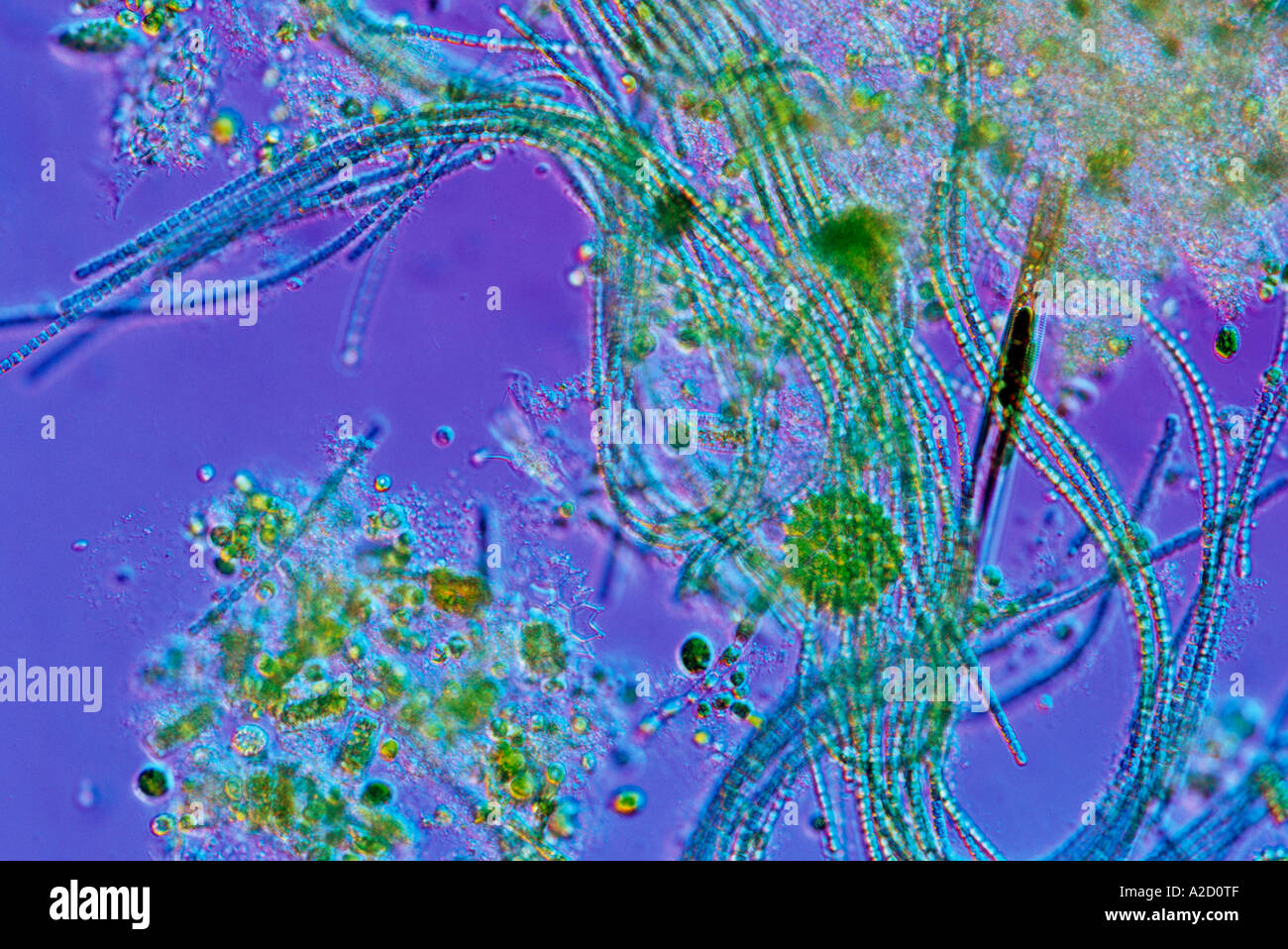 Anabaena sp -Fotos und -Bildmaterial in hoher Auflösung – Alamy