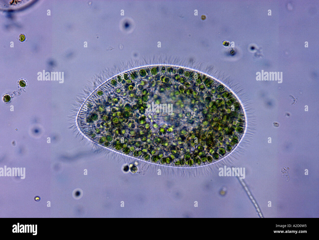 Ciliate protozoen -Fotos und -Bildmaterial in hoher Auflösung – Alamy