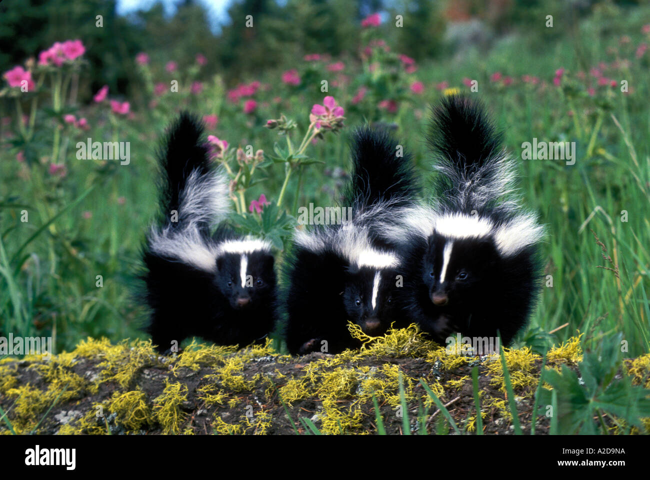 Baby stinktier -Fotos und -Bildmaterial in hoher Auflösung - Seite 2 ...