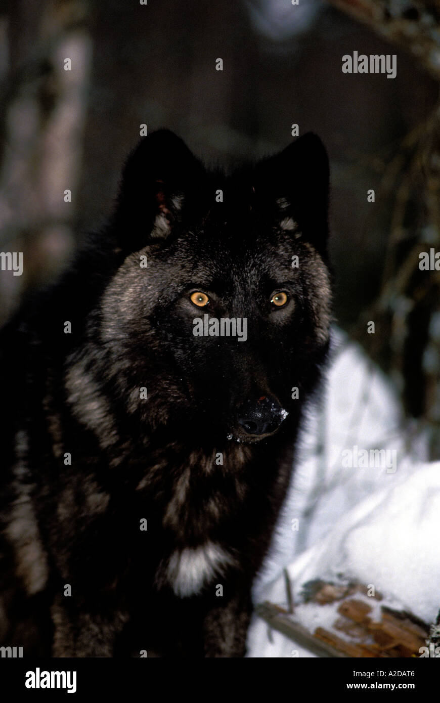Dark wolf -Fotos und -Bildmaterial in hoher Auflösung – Alamy