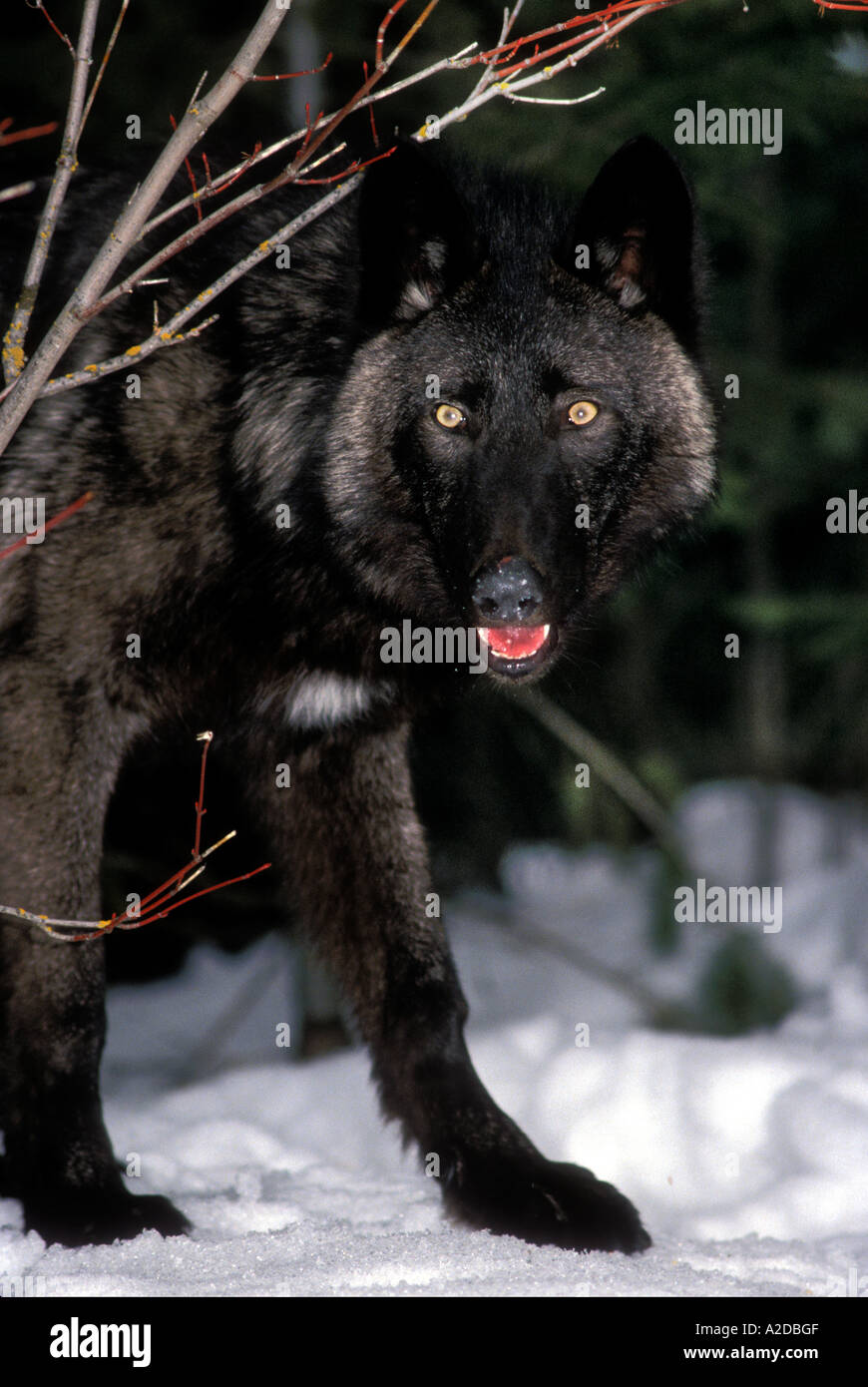 Dark wolf -Fotos und -Bildmaterial in hoher Auflösung – Alamy