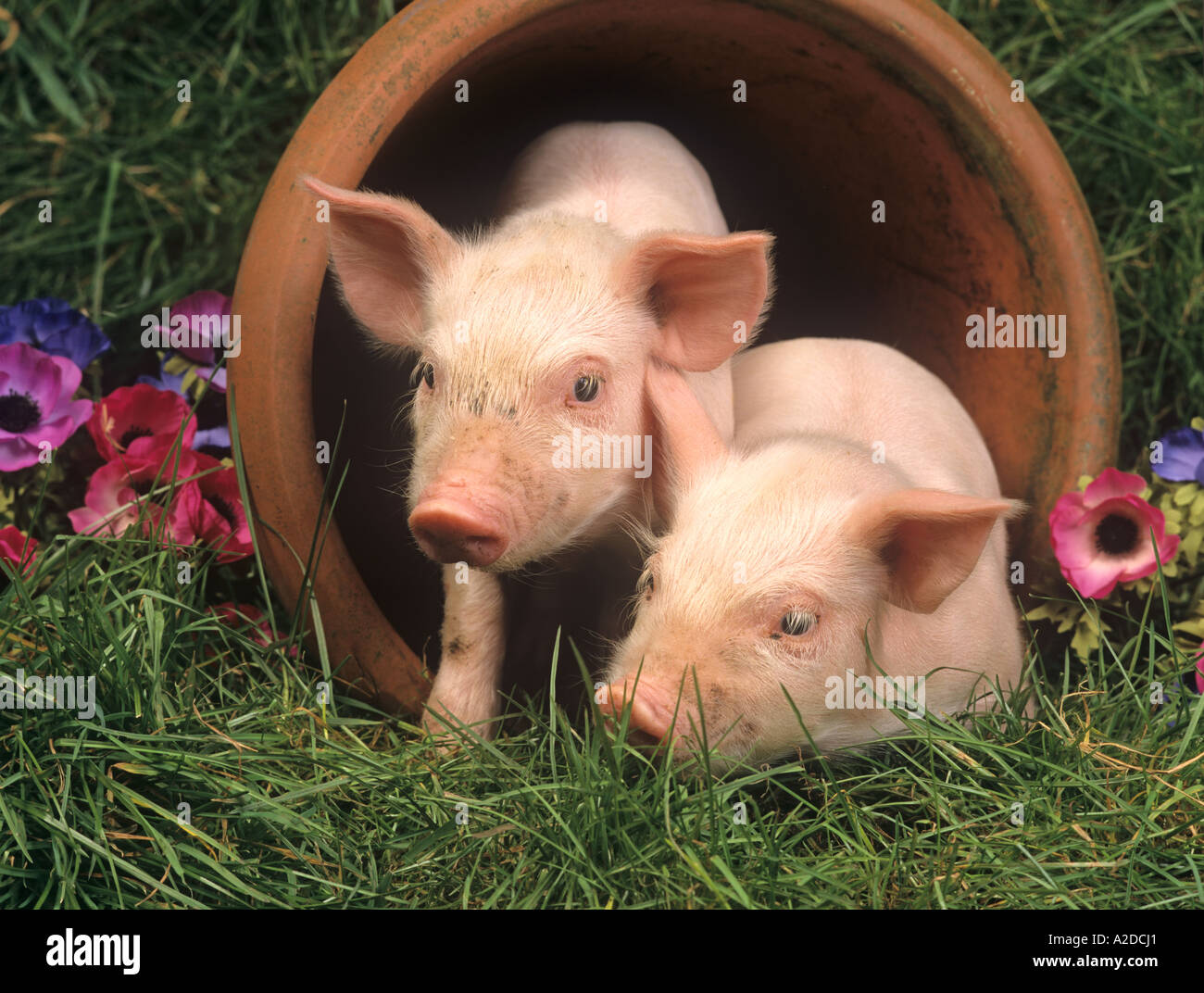 Zwei ferkel im gras -Fotos und -Bildmaterial in hoher Auflösung – Alamy