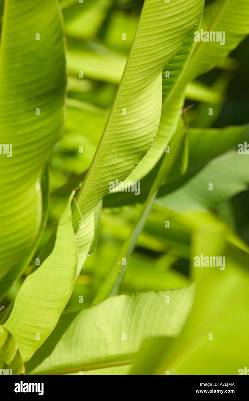 Andromeda botanical gardens barbados -Fotos und -Bildmaterial in hoher ...