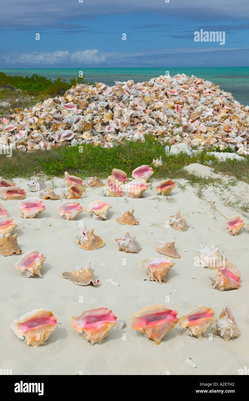 Pile caribbean conch shells -Fotos und -Bildmaterial in hoher Auflösung ...