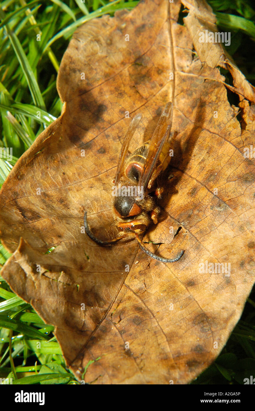 Insekten sterben -Fotos und -Bildmaterial in hoher Auflösung – Alamy