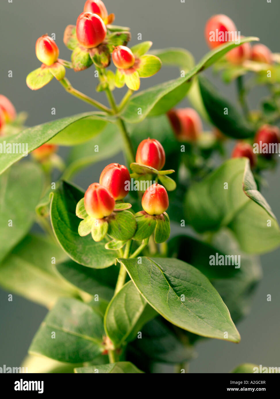 Hypericum Berries Stockfotos und -bilder Kaufen - Seite 2 - Alamy