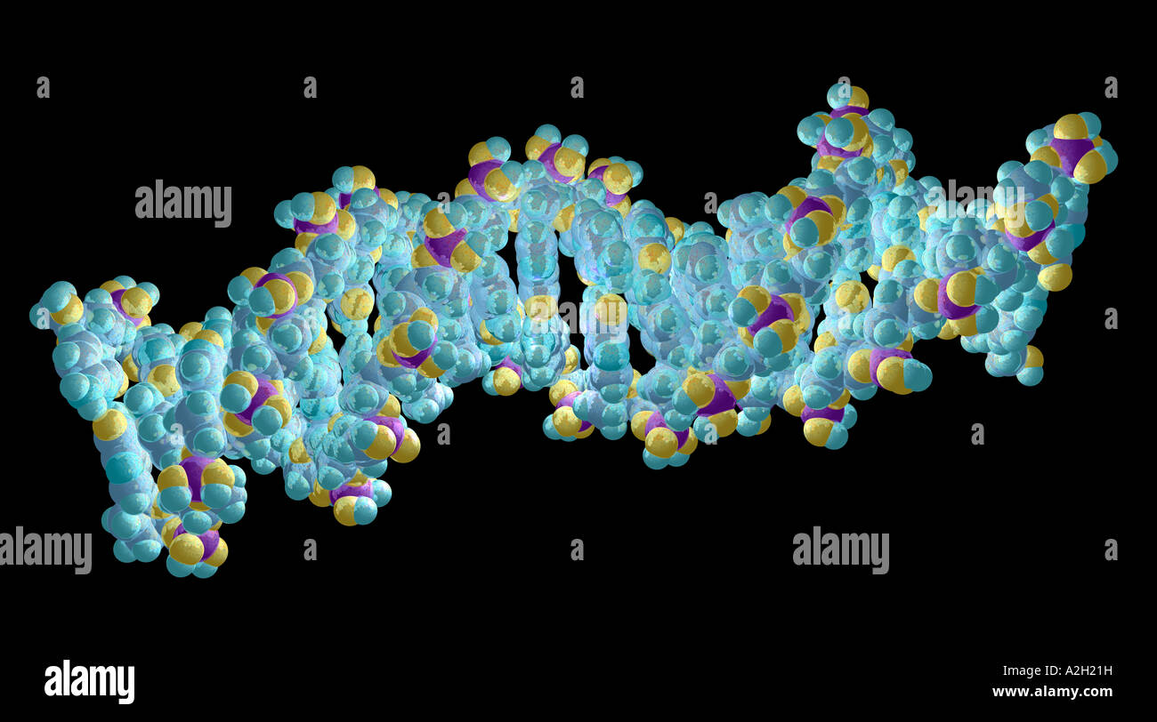 Space filling model dna -Fotos und -Bildmaterial in hoher Auflösung – Alamy