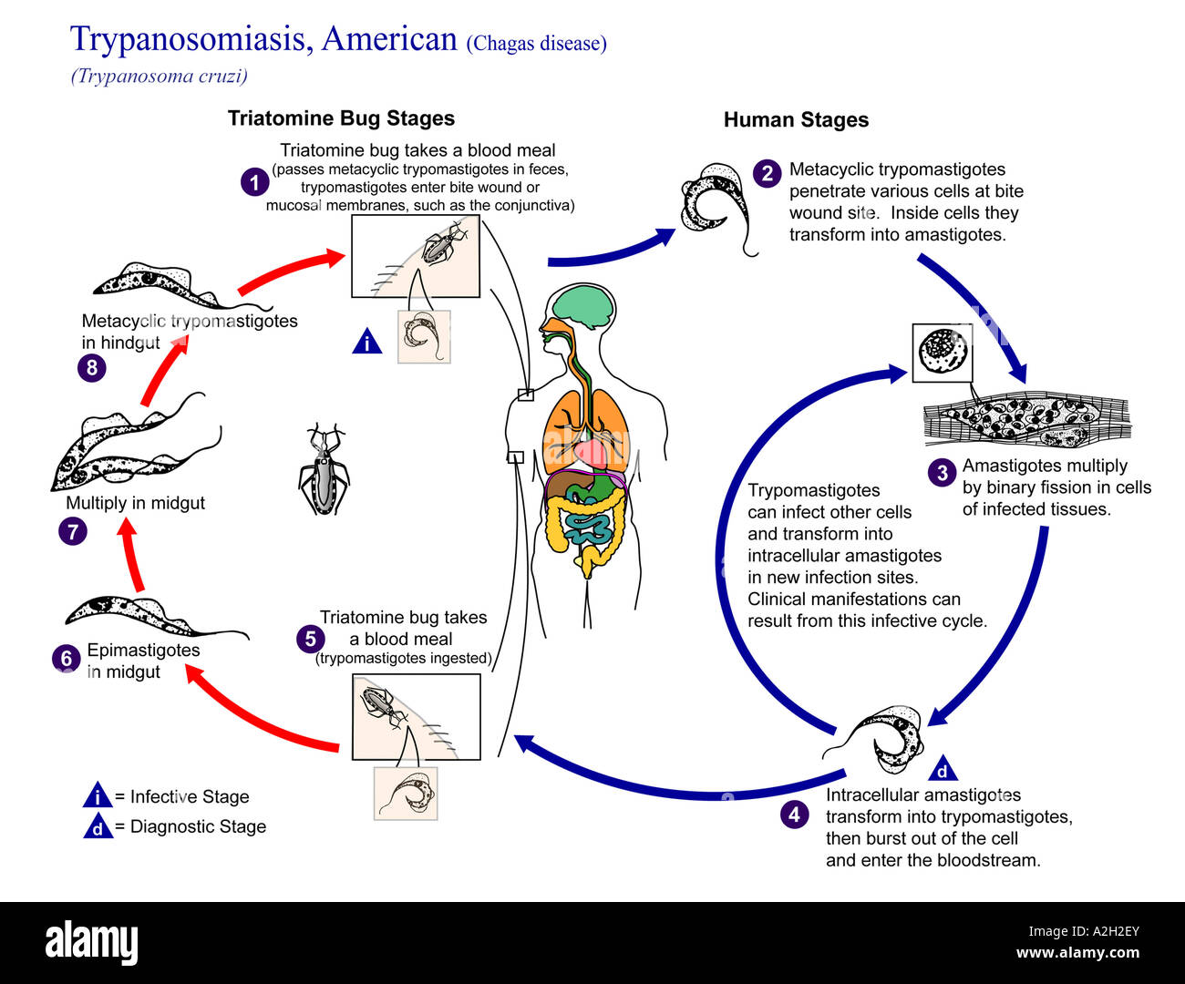 Trypanosoma cruzi -Fotos und -Bildmaterial in hoher Auflösung – Alamy