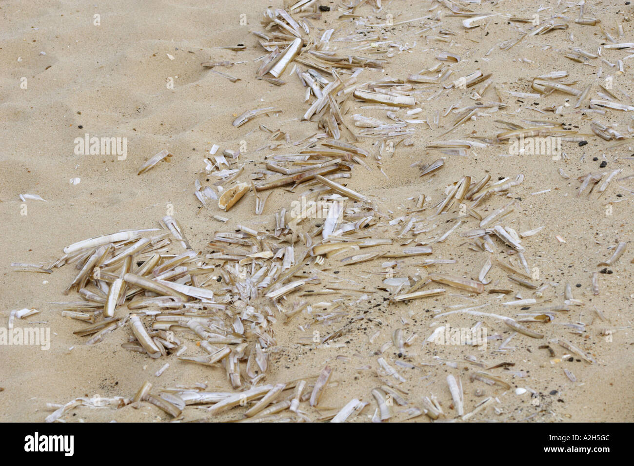 Razorshells -Fotos und -Bildmaterial in hoher Auflösung – Alamy